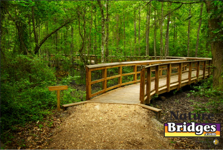Wildlife Photography: Amazing Views from Nature Bridges - Nature Bridges